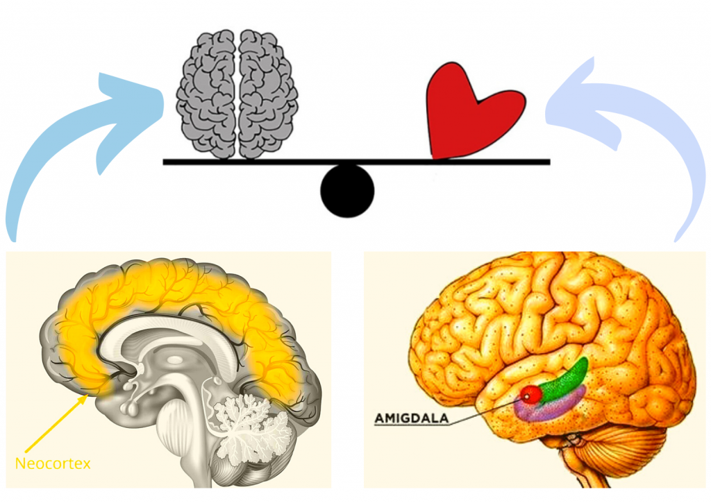 El cerebro emocional – Publicaciones – Centro Psicolgico Warayana